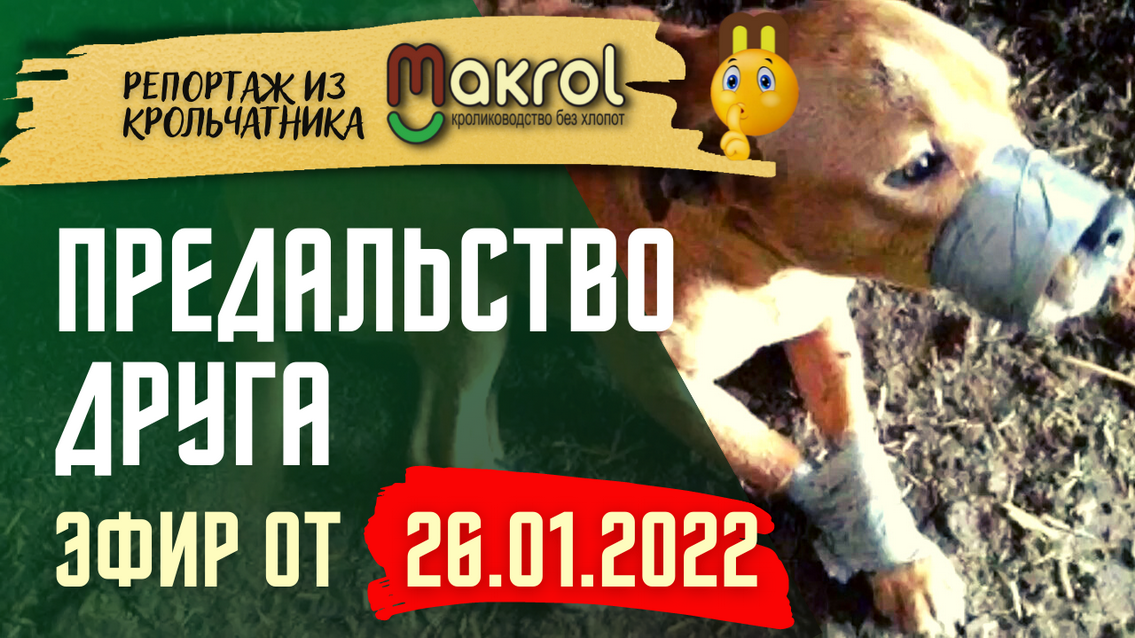 ?Кролики, собаки и люди-нЕлюди. Случка Кроликов в прямом эфире #Макляк #Макрол