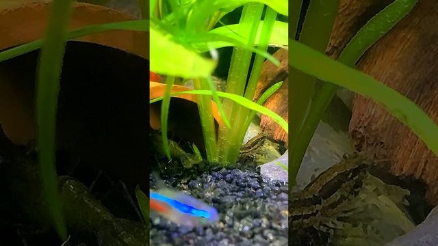 Смотреть про креветки макробрахиум  на #рутубе