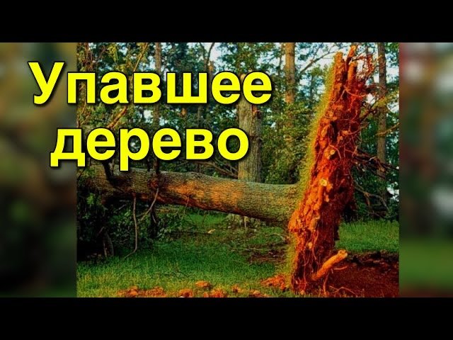 НЕРЕАЛЬНАЯ красота в лесу - огромные корни корни поваленного дерева