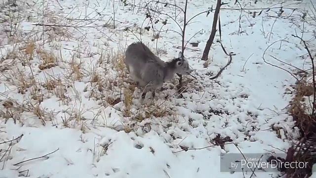 Купила козлят.