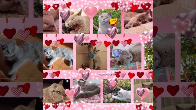 Кототаська летающие сердечки