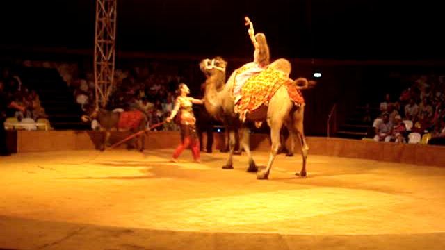 Цирк в Анапе