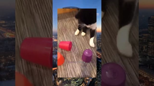 ПРИКОЛЫ С КОТАМИ / Сон в маршрутке #юмор #приколы #смех #котики