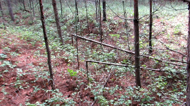 Небольшая прогулка 15 августа 2021г.Поиски Лешего (Снежный человек).