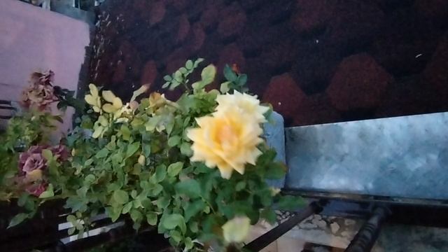 "Сад на крыше" - 1 декабря 2022