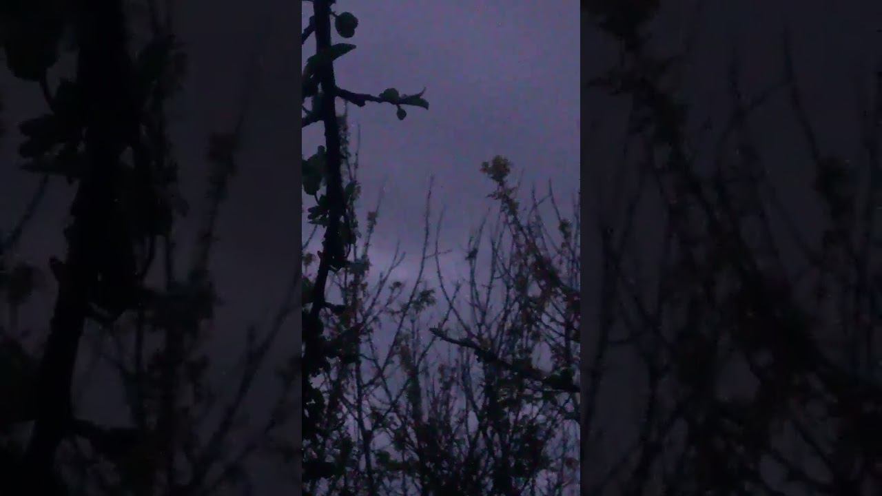 Пение птиц  весна 2024