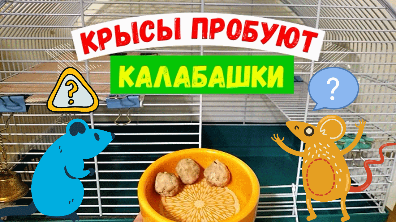 КРЫСЫ ПРОБУЮТ КАЛАБАШКИ