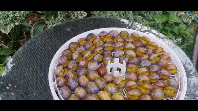 Сушка сливы 2024