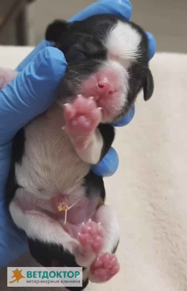 Экстренное кесарево. Рождение щенков  в клинике ВЕТДОКТОР.