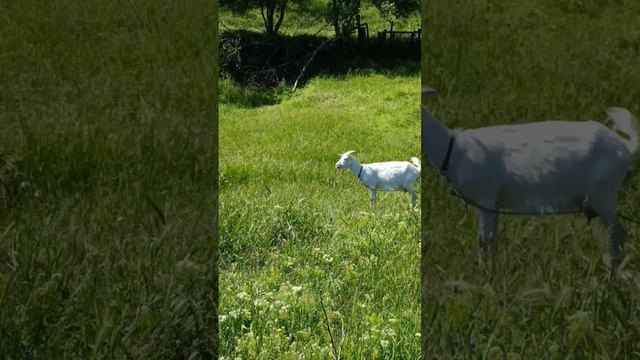 козочки и охранник