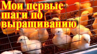 Выращивание бройлеров в домашних условиях.mp4