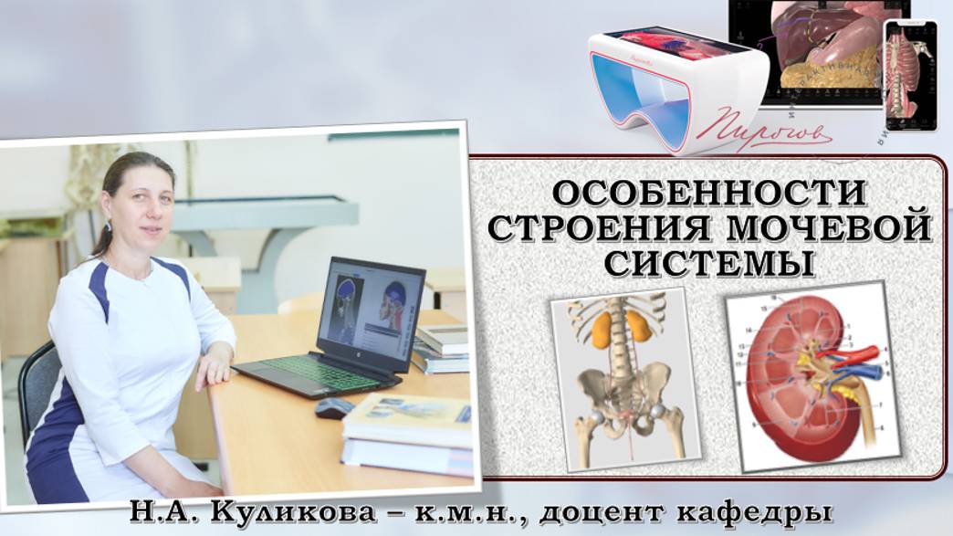 ВИДЕОУРОК - ОСОБЕННОСТИ СТРОЕНИЯ МОЧЕВОЙ СИСТЕМЫ