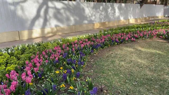 цветущий весенний Геленджик 2024 г