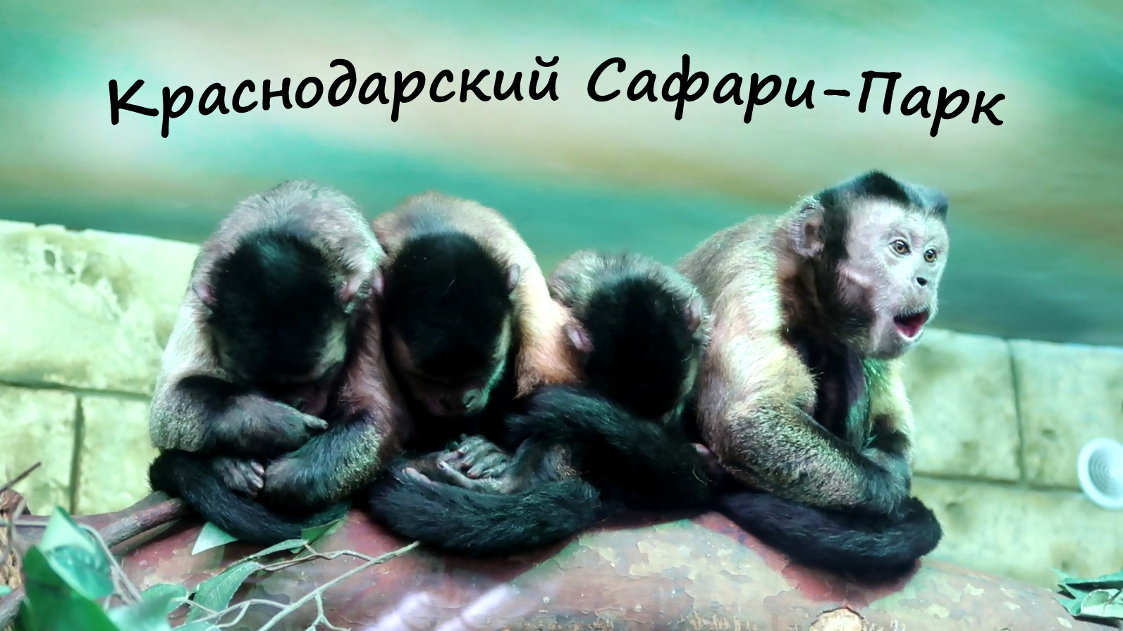 Сафари-Парк Солнечный остров, Краснодар!