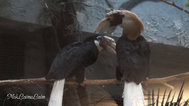 ПАПУАНСКИЙ КАЛАО