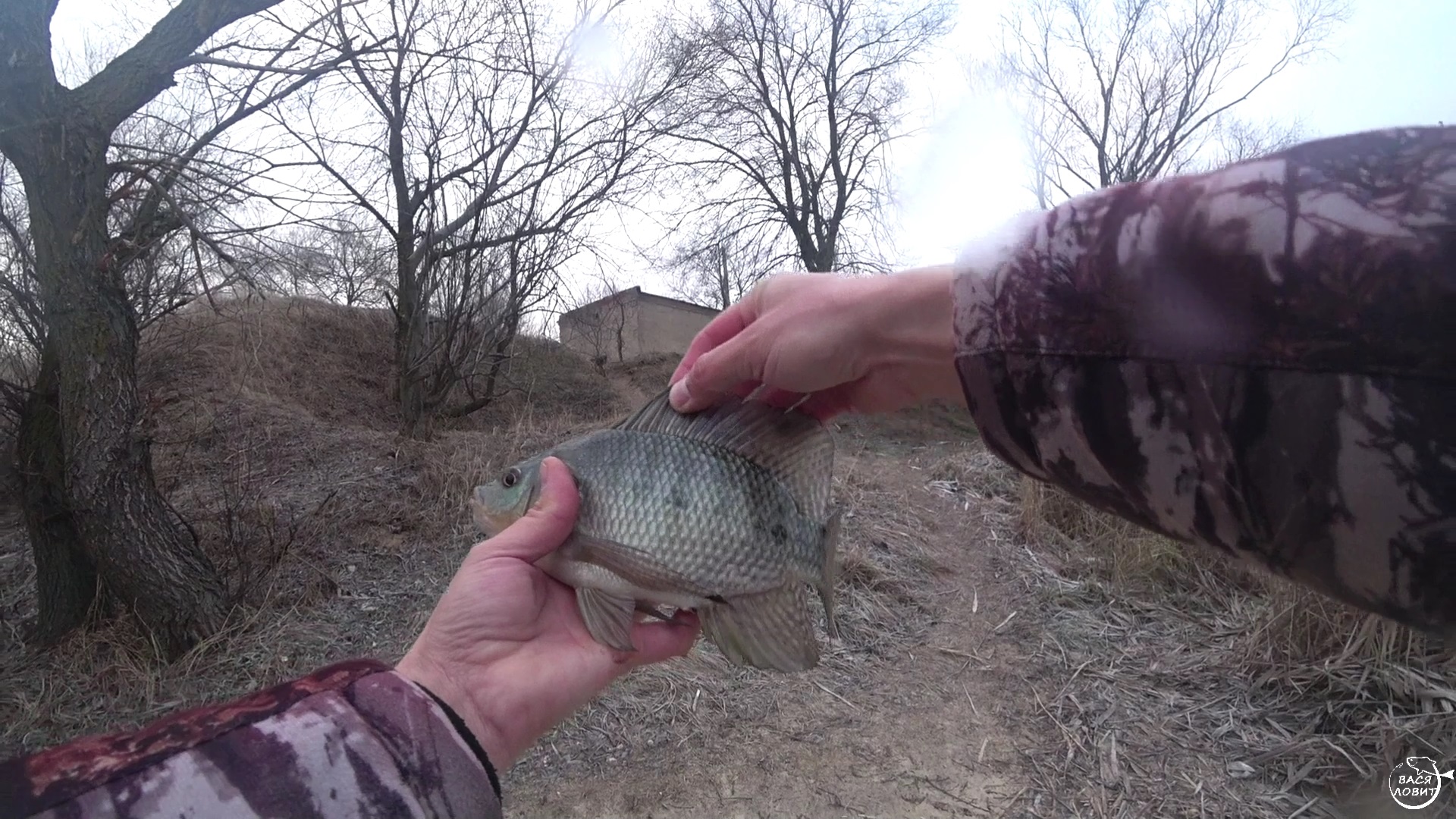 Тилапия на донки в декабре 2021 (07.12.2021)