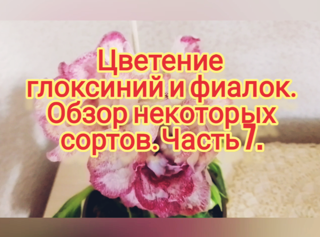 Цветение глоксиний и фиалок. Обзор некоторых сортов. Часть 7.
