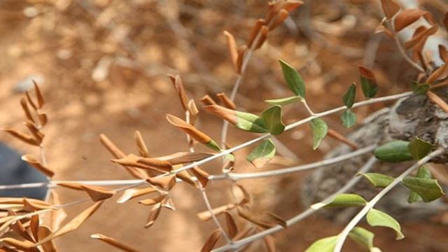 Бактериоз винограда (болезнь Пирса).mp4