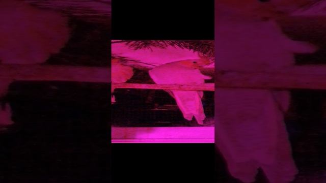 Сенсация!! ИВОЛГА и ПОПУГАЙ