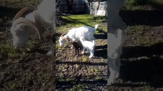 Первый раз
на прогулке