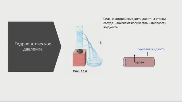 Транскапиллярный обмен