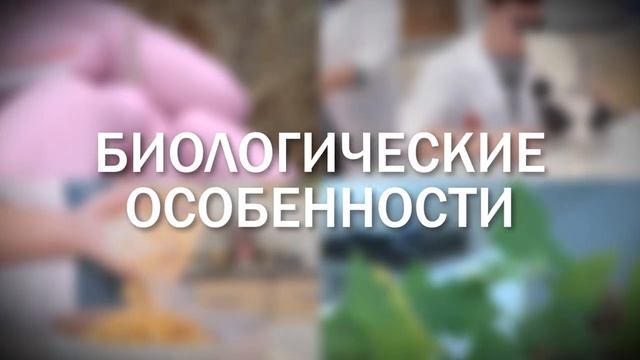 Амброзия полыннолистная.mp4