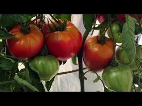 ПОМИДОРЫ.  Удобная Теплица Своими Руками для Выращивания Томатов