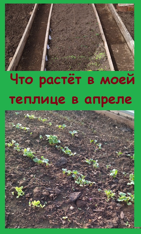 Что растет В ТЕПЛИЦЕ НА УРАЛЕ В АПРЕЛЕ - показываю
#дача #огород #сад #garden #овощи