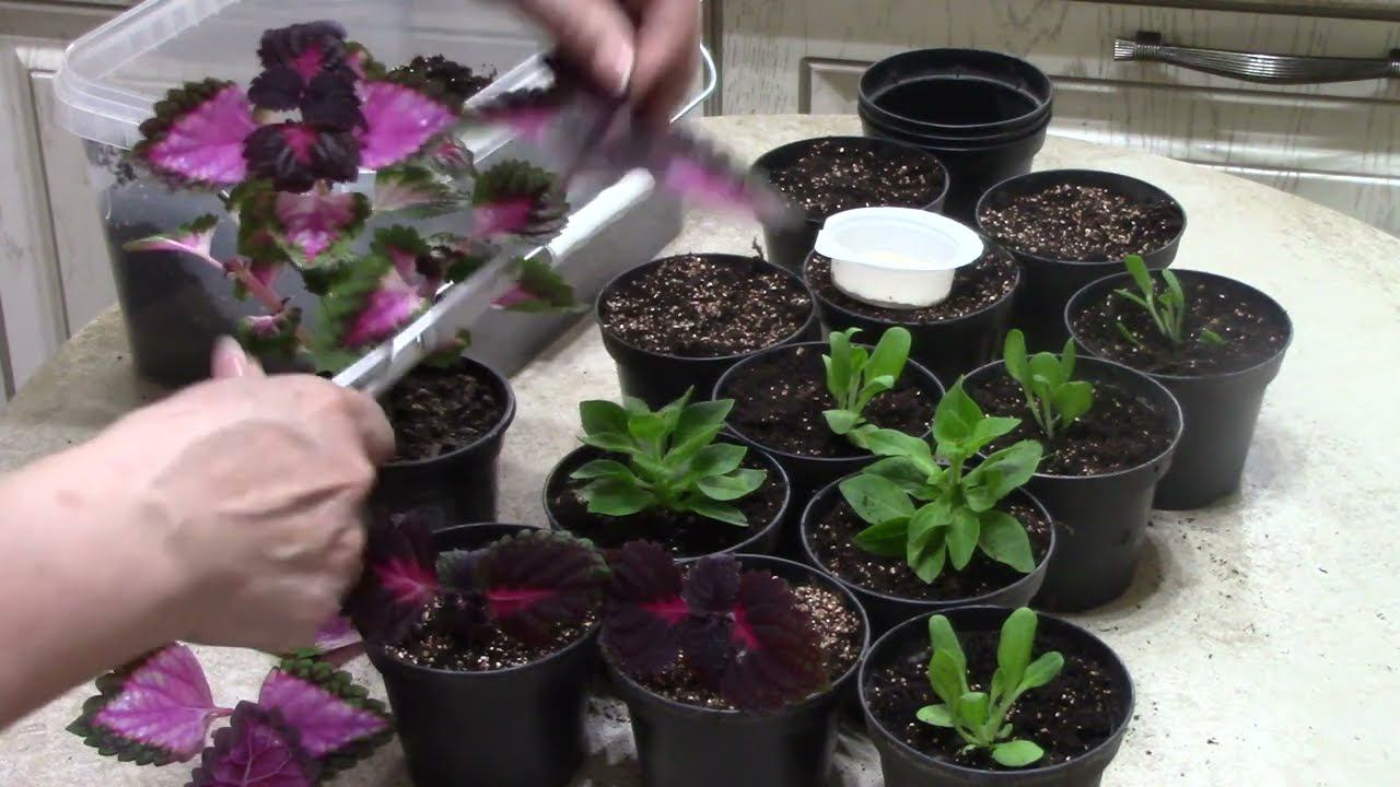 Сажаю рассаду петунии, черенкую колеусы..