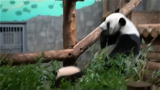 Синхронистки Диндин и Катюша