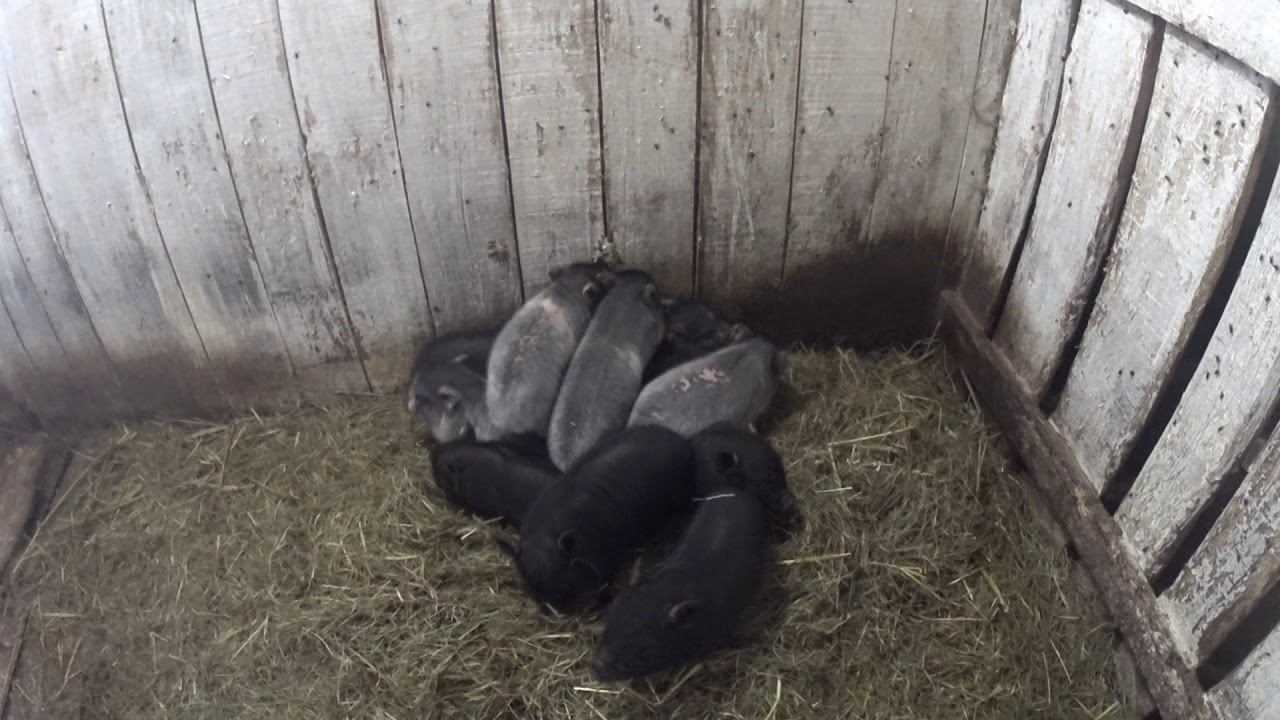 С Нюшей всё в порядке/ Деревенская жизнь