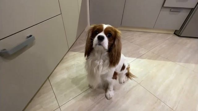 Тедюша - Гаврюша