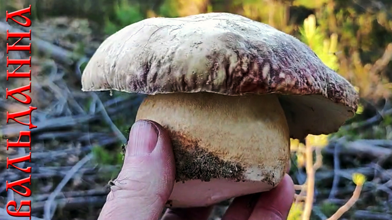 ПОЛЧИЩА МОСКИТОВ защищали БЕЛЫЕ БОРОВИКИ от нашего АЗАРТНОГО сбора грибов.mp4