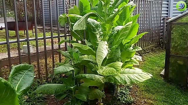 Кентукки Барли вырос больше 2,5 метра