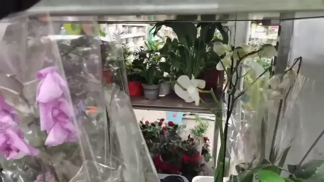 Уценка орхидей в магазине ОБИ в Москве 30.04.21