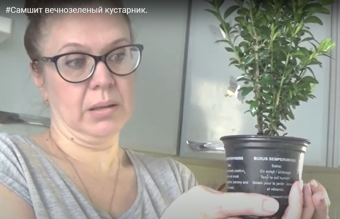 #Самшит вечнозеленый кустарник.