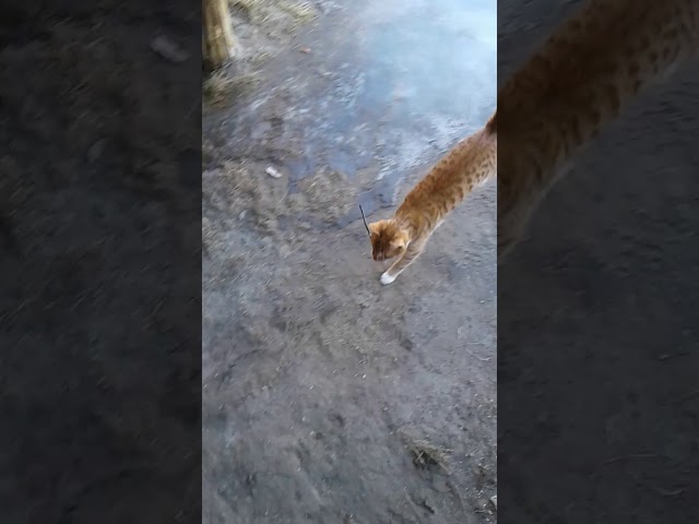 кот персик приносит палку