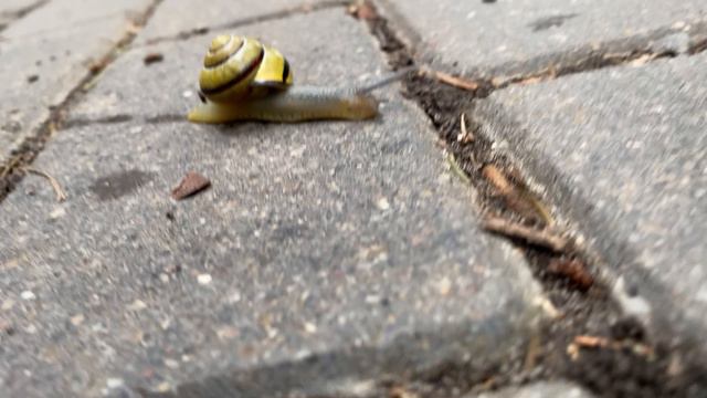 Улитка в нашем сквере