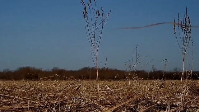 Ностальгия по весне 2019. Тысячи гусей!