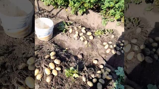 Картофель Королева Анна 02.08.2021г..mp4