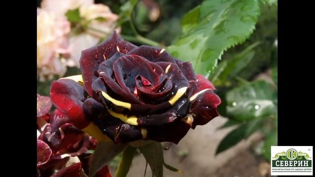 Сажаем розы правильно.