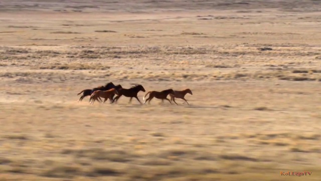 Кони (Horses) - величественная красота,грация и мощь