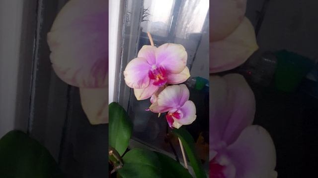 Мои похвастушки) Орхидеи самые прекрасные цветы