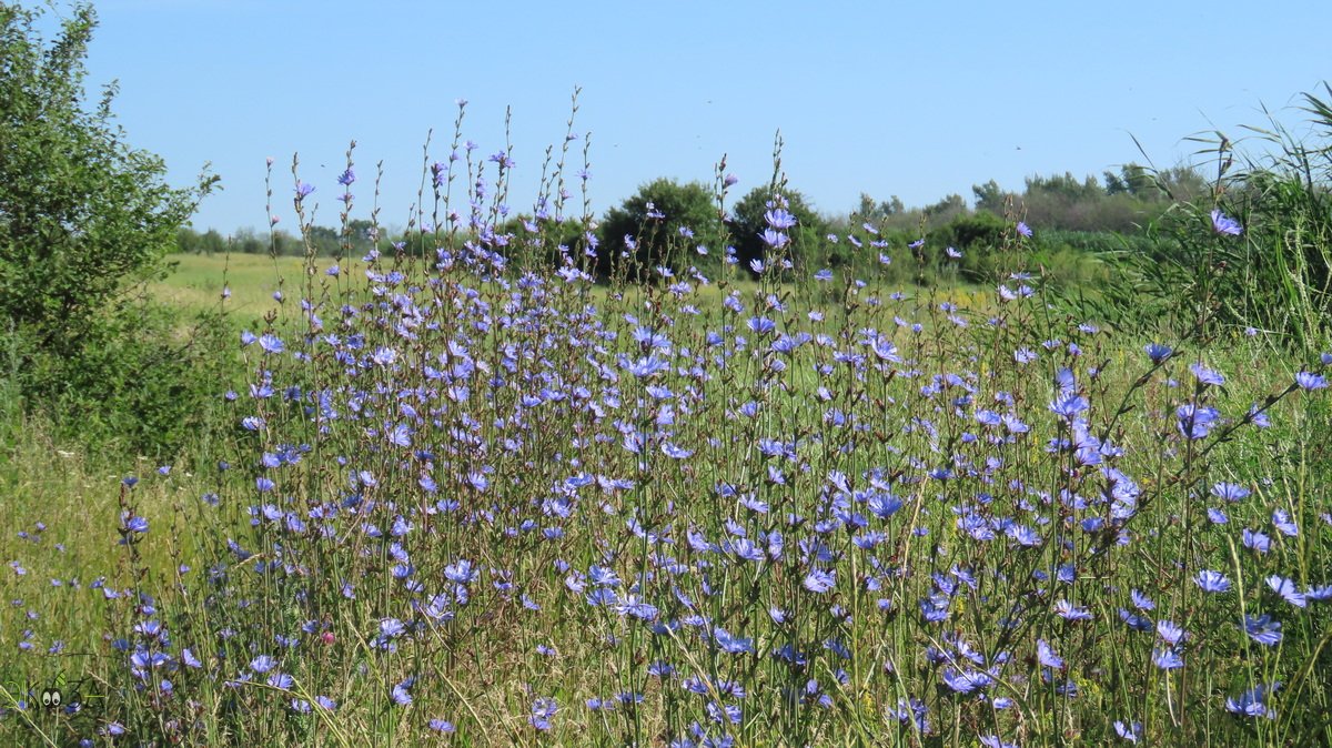 Цветочный июль. Цикорий, донник желтый и белый
