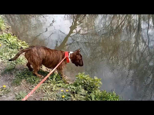 Вероятность Большого Булька и упрямая минибулька :) Гуляем с Юмми...