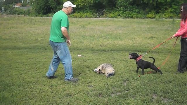 Стаффордширский бультерьер ЗКС