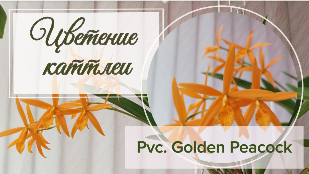 Цветение Pvc. Golden Peacock