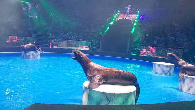 Веселые тюлени