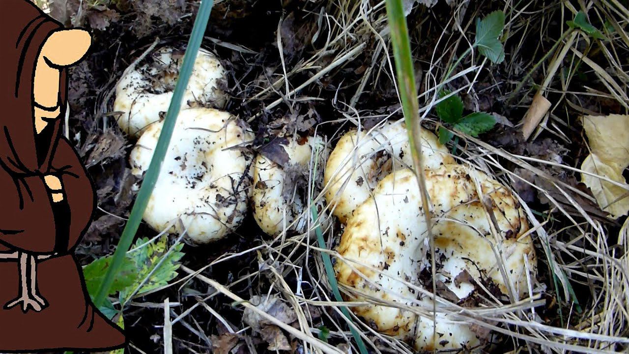 Какие они красивые! Собираем грибы Грузди , тихая охота в Самарской области / mushrooms