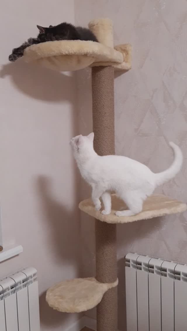 Три кота заново осваивают своё котодерево 😺🌴